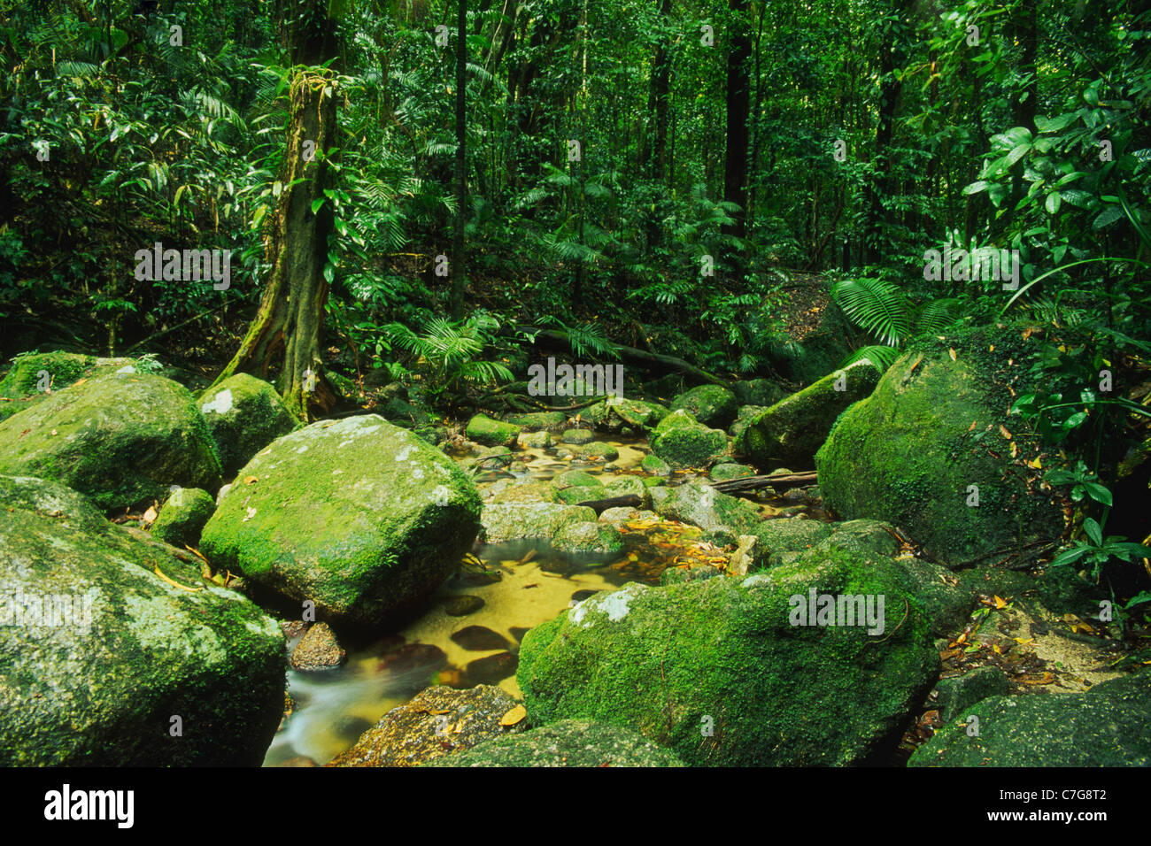 Green mossy rocks along small stream, Queensland, Australia Stock Photo ...