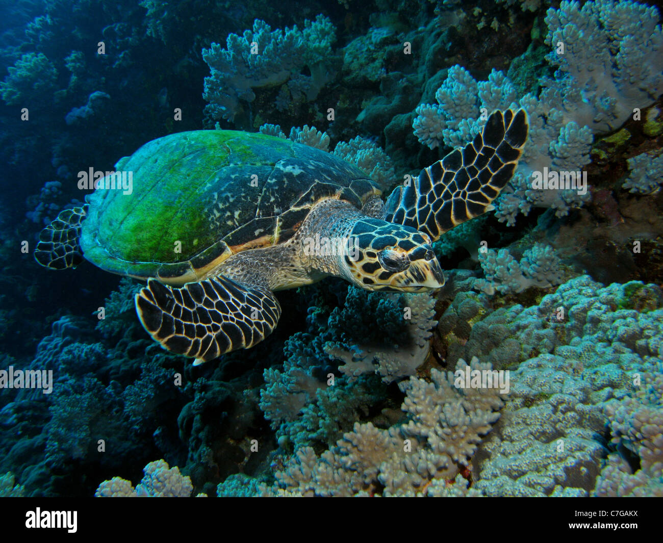 Hawksbill sea turtle beak hi-res stock photography and images - Alamy