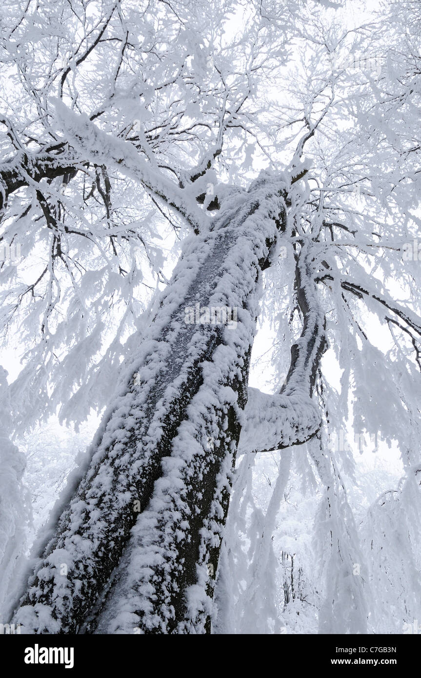 Beech tree in winter hi-res stock photography and images - Alamy