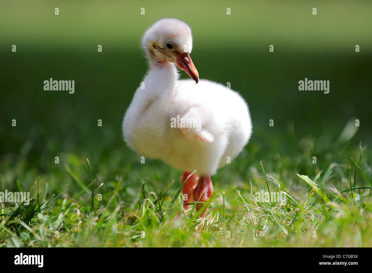 A flamingo chick is hand reared at Paignton Zoo Stock Photo - Alamy