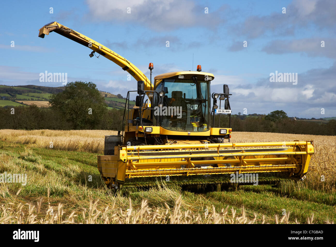 combine harvester in barley crop in a field ready for harvesting county ...