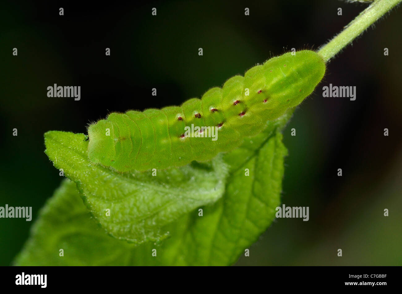 Black Hairstreak Butterfly (Satyrium pruni) fully grown larva showing ...
