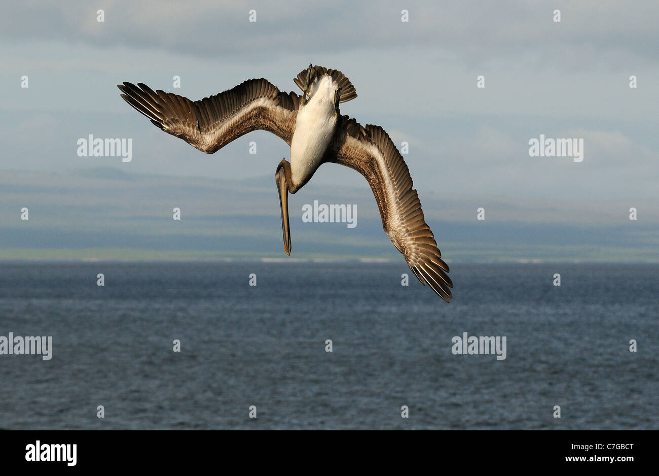 Brown Pelican (Pelecanus occidentalis) plunge diving into the sea ...