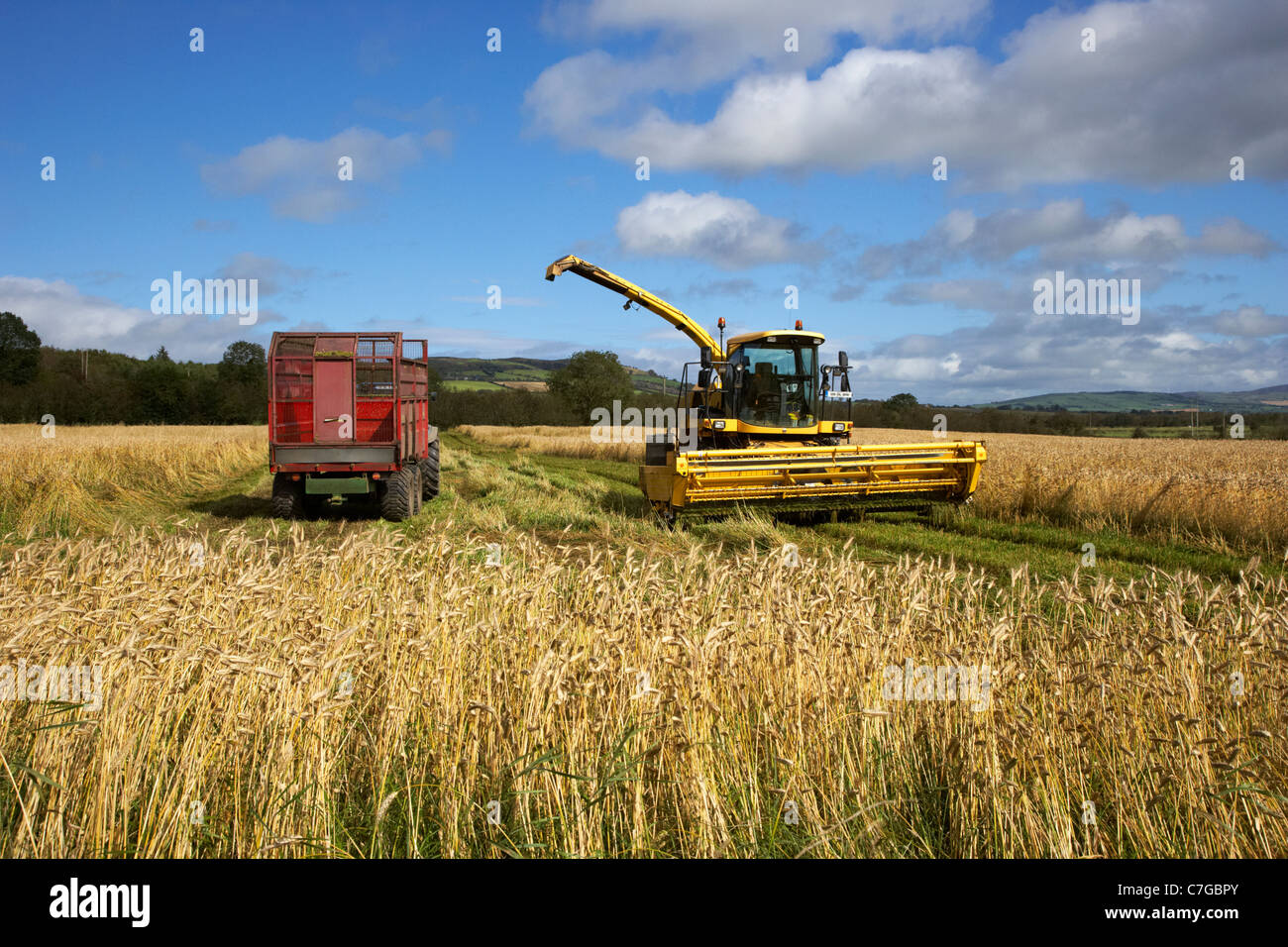 combine harvester and tractor trailer in barley crop in a field ready ...