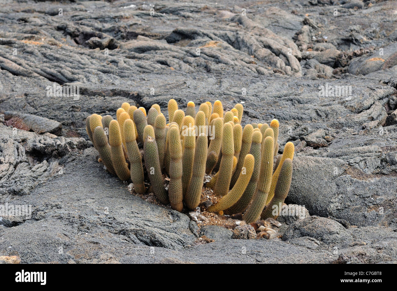 Lava cactus brachycereus nesioticus hi-res stock photography and images ...