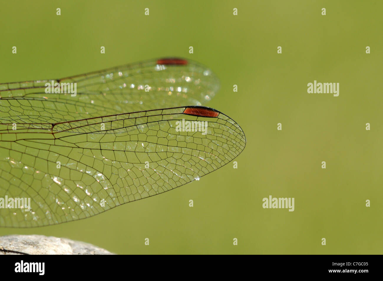Common Darter Dragonfly (Sympetrum striolatum) close-up of male wing ...