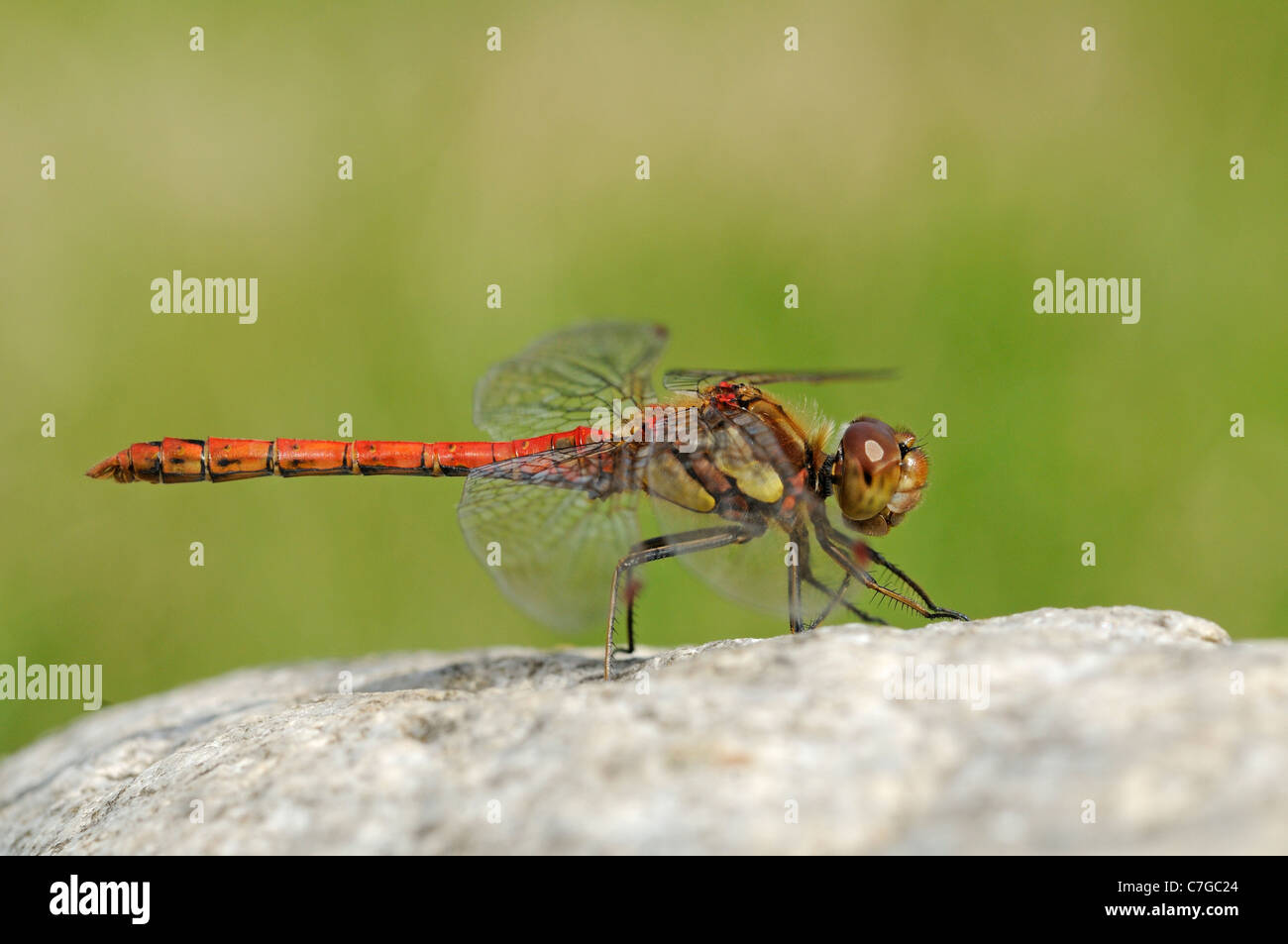 Common sympetrum dragonfly at rest hi-res stock photography and images ...