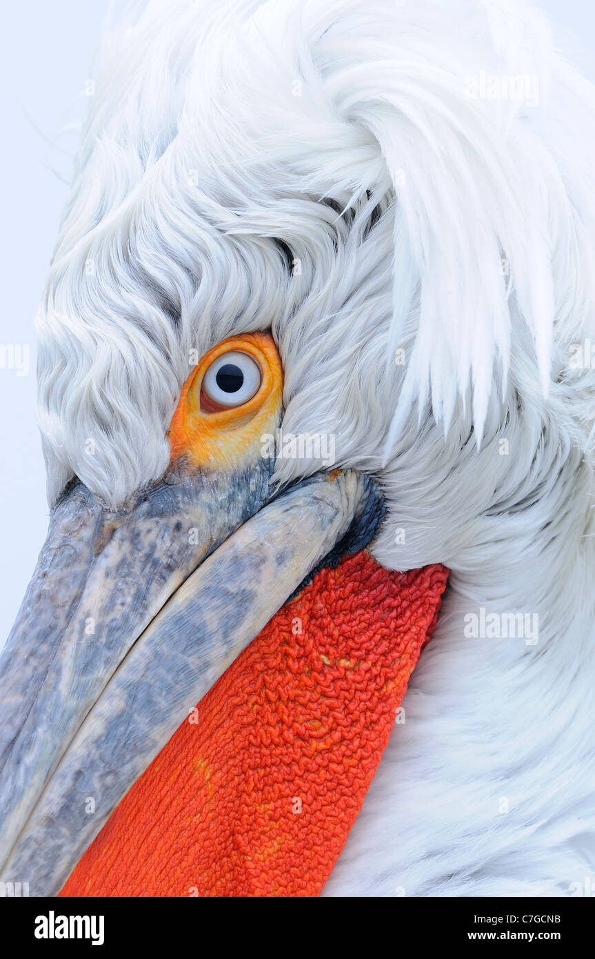 Pelecan High Resolution Stock Photography and Images - Alamy