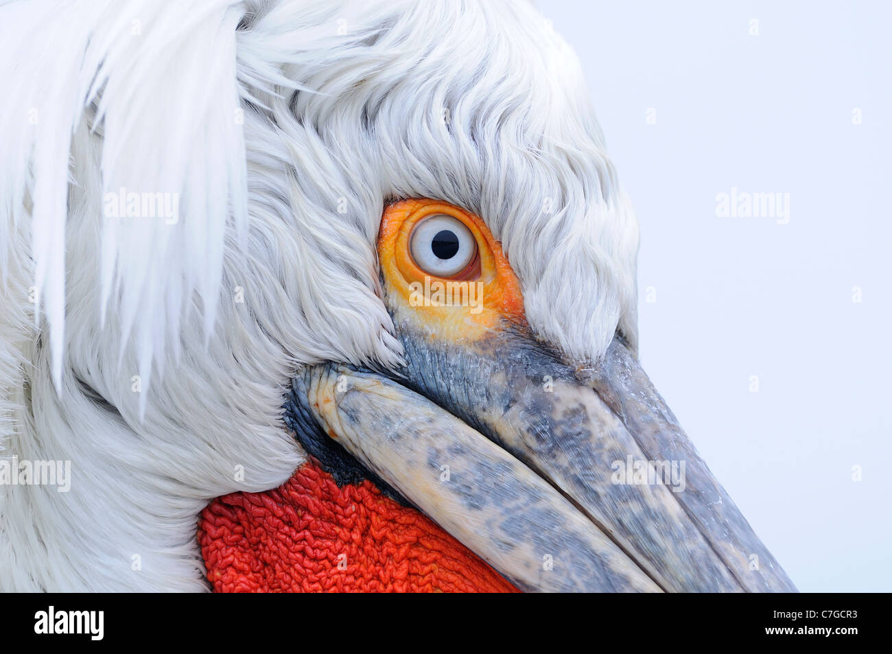 Dalmatian Pelican (Pelecanus crispus) close-up of face, adult in ...