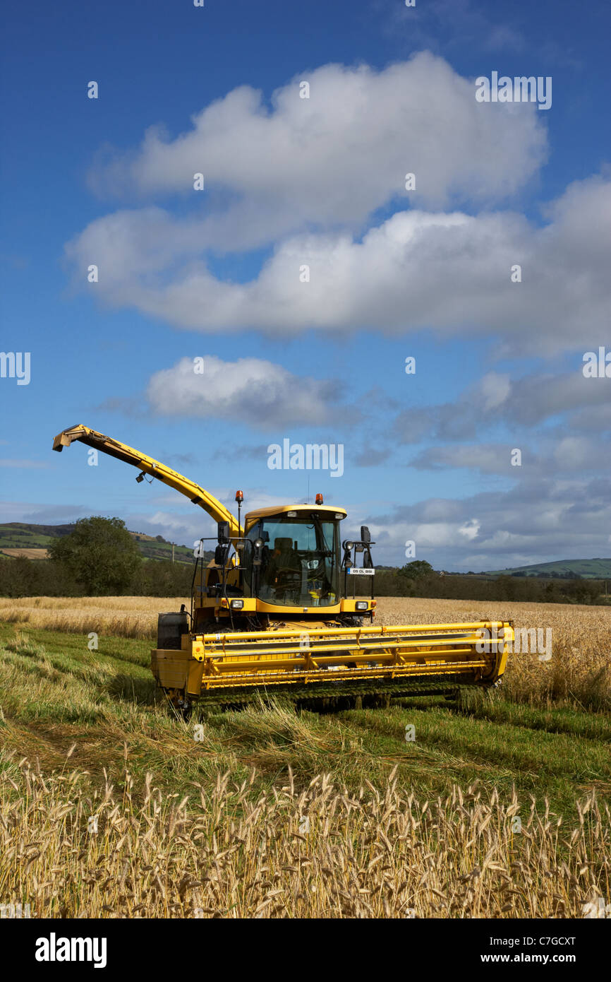 combine harvester in barley crop in a field ready for harvesting county ...