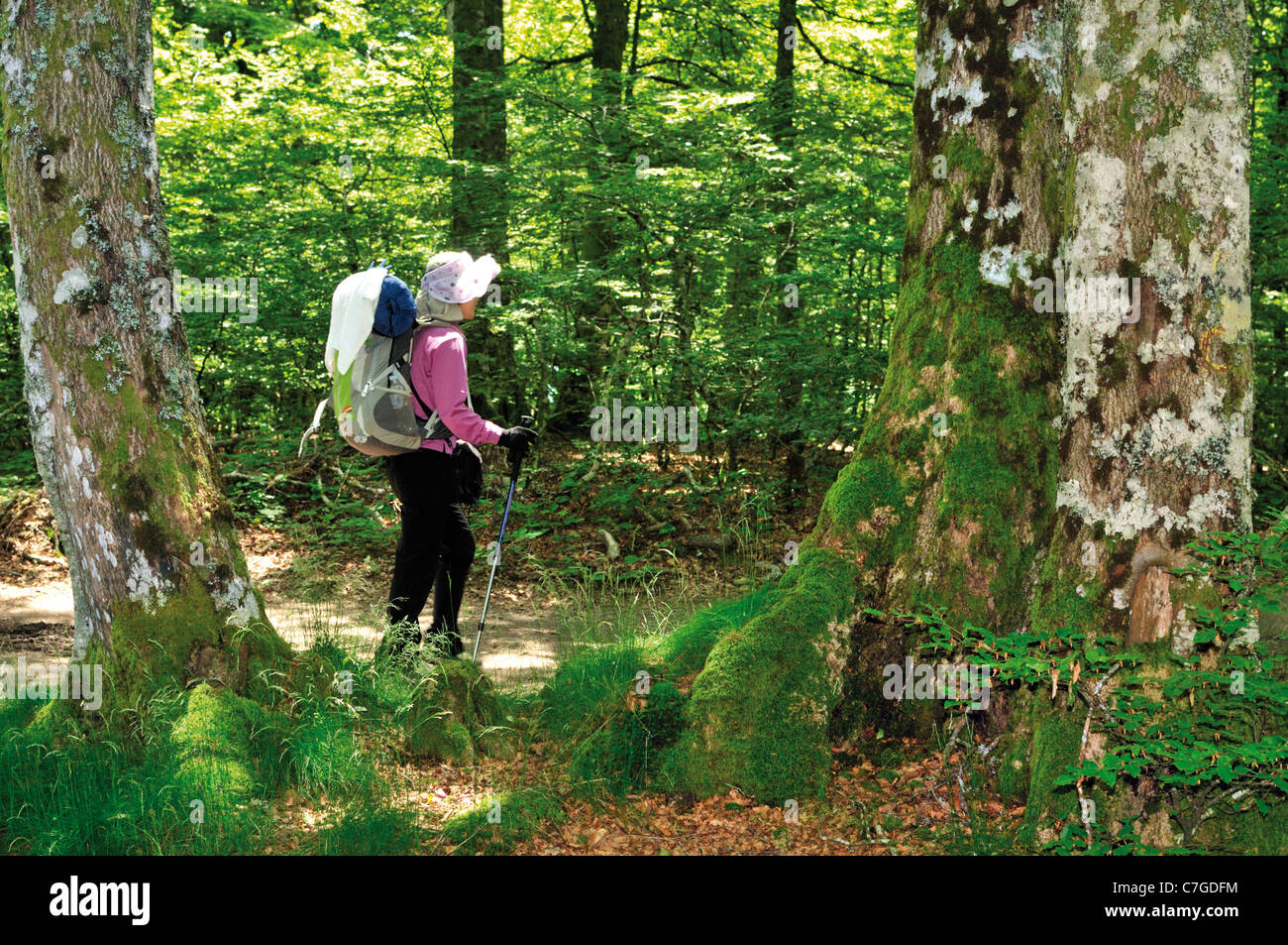 Basque walking stick hi-res stock photography and images - Alamy