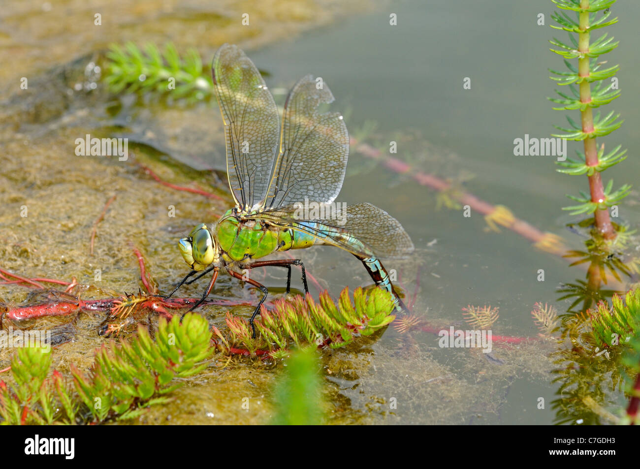 Dragonfly Eggs Water High Resolution Stock Photography and Images - Alamy