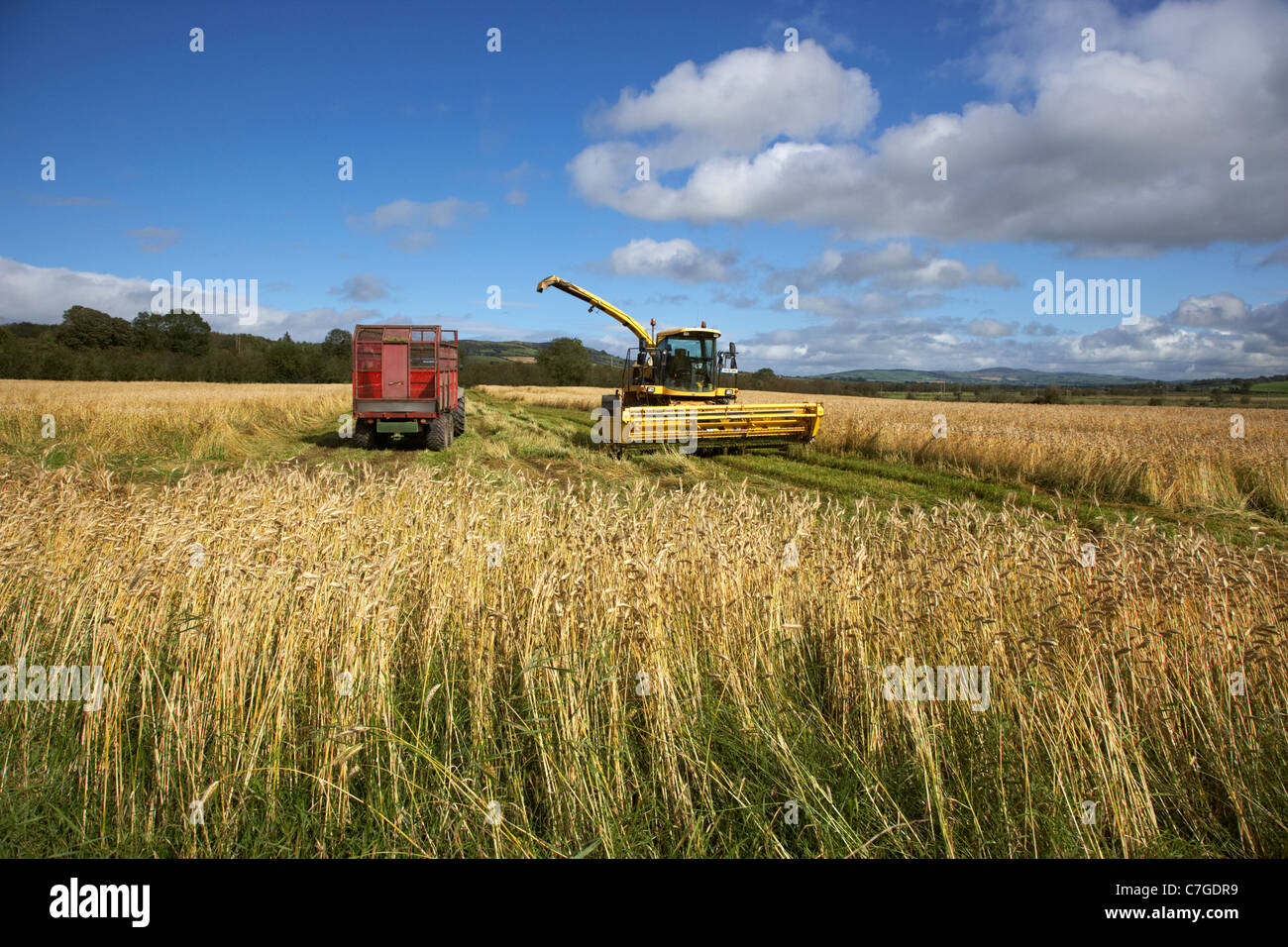 combine harvester and tractor trailer in barley crop in a field ready ...