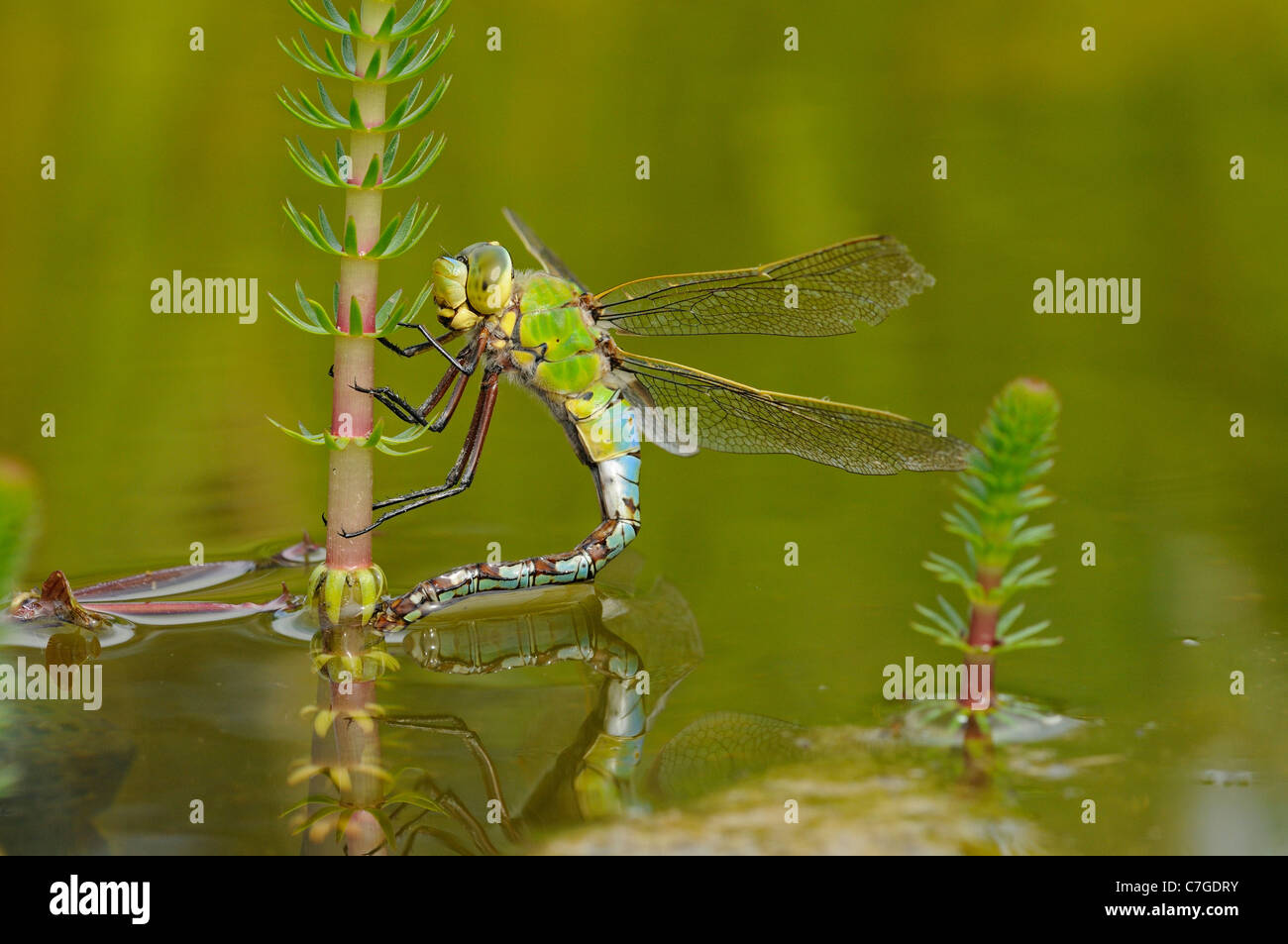 Emperor Dragonfly (Anax imperator) female laying eggs in aquatic ...