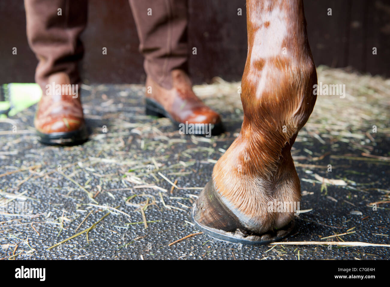 Feet of horse and rider Stock Photo - Alamy