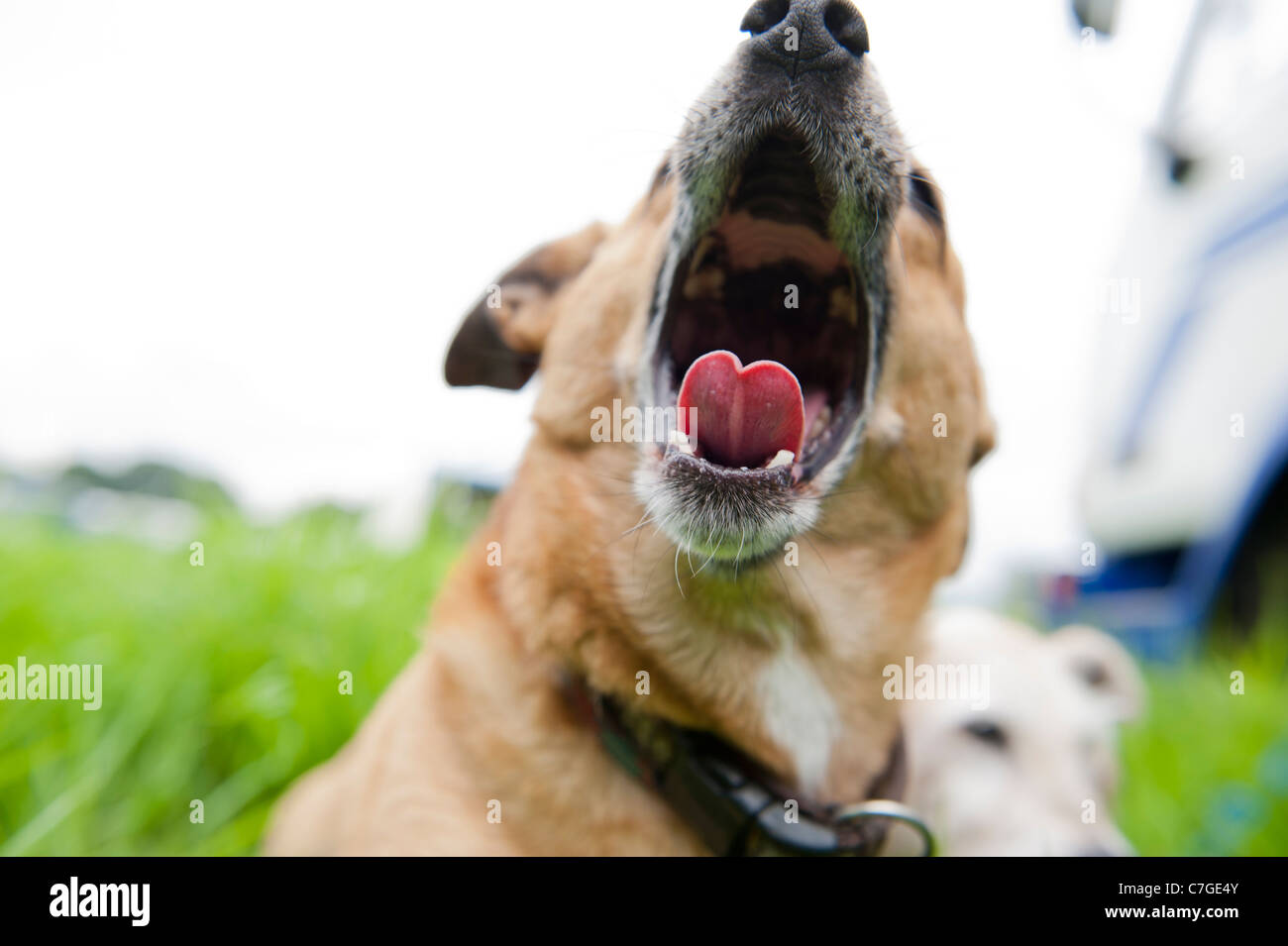 Dog mouth wide open hi-res stock photography and images - Alamy