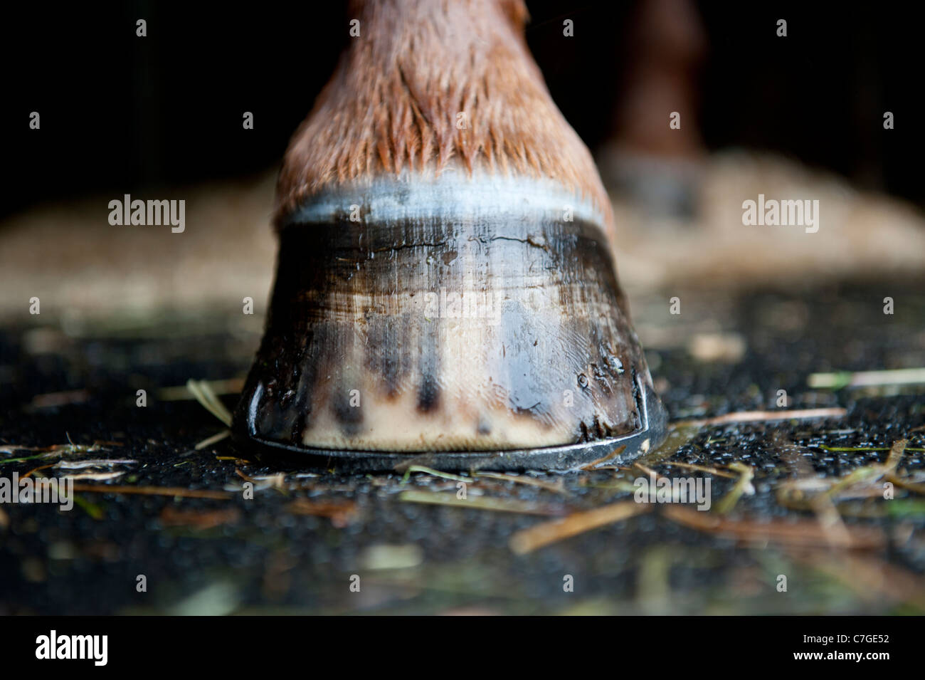Horse hoof foot feet floor brown shoe wet shiny horse hi-res stock ...