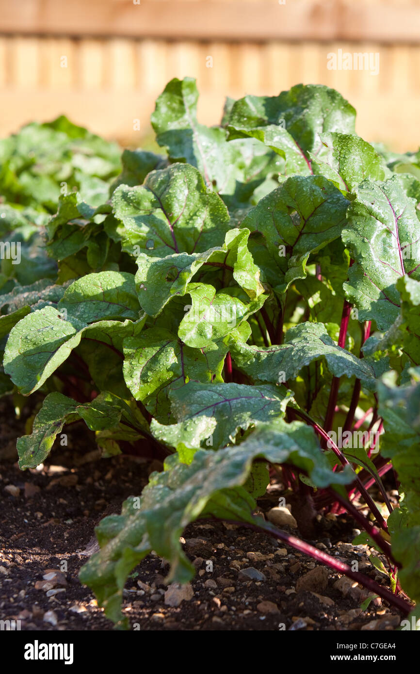 Goodness gardens hi-res stock photography and images - Alamy