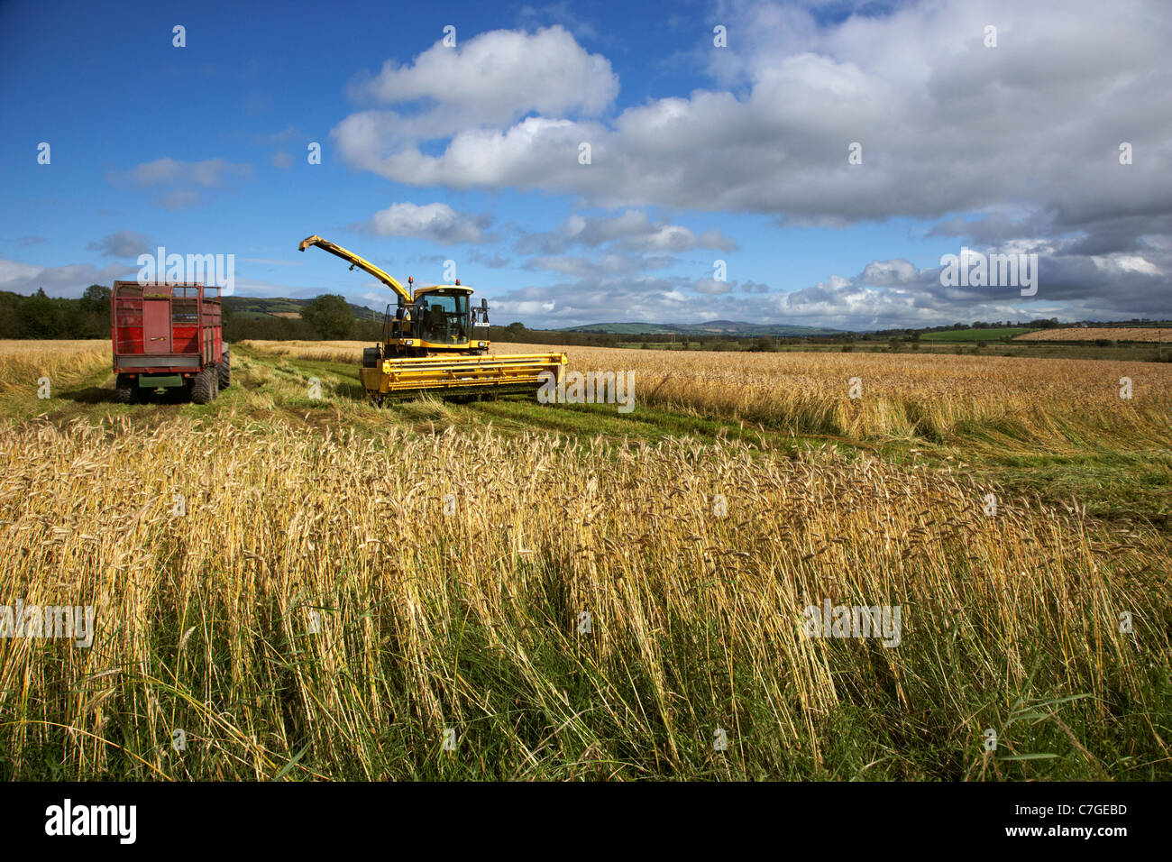 combine harvester and tractor trailer in barley crop in a field ready ...