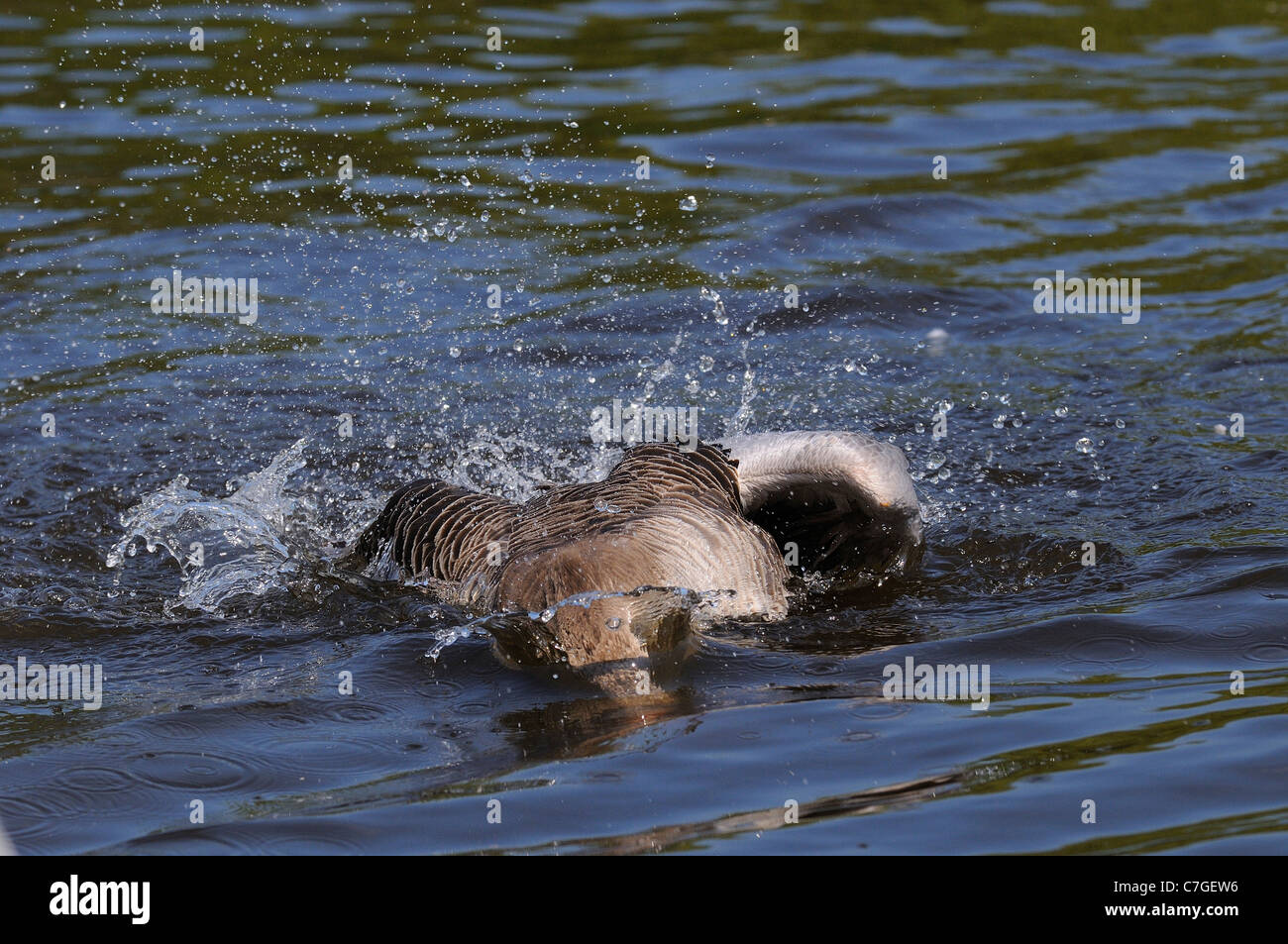 Greylag goose anser anser bathing hi-res stock photography and images ...