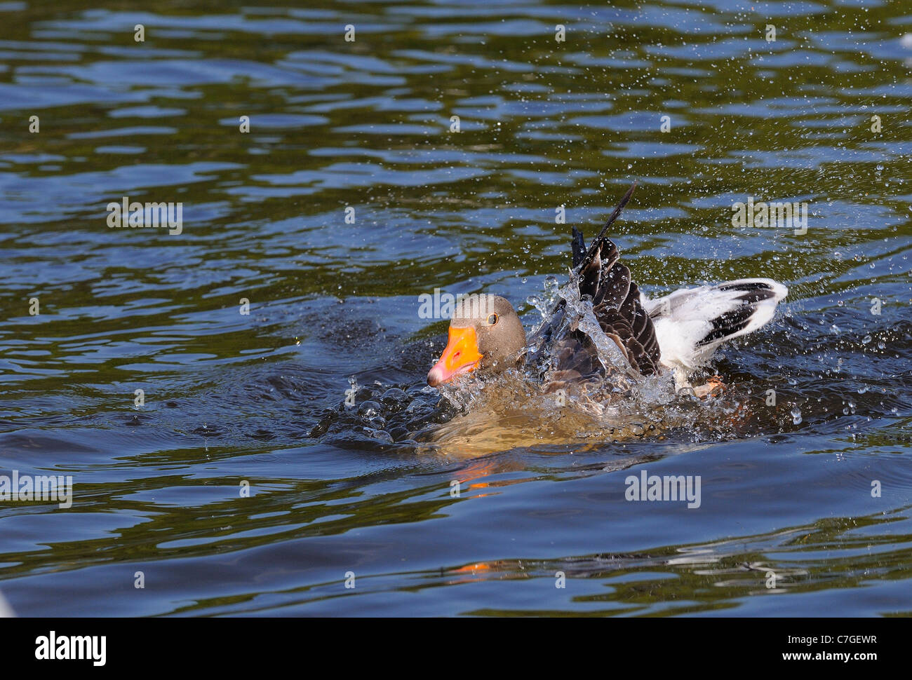 Greylag Goose (Anser anser) bathing, Oxfordshire, UK Stock Photo - Alamy