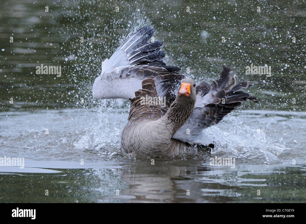 Bathing goose hi-res stock photography and images - Alamy