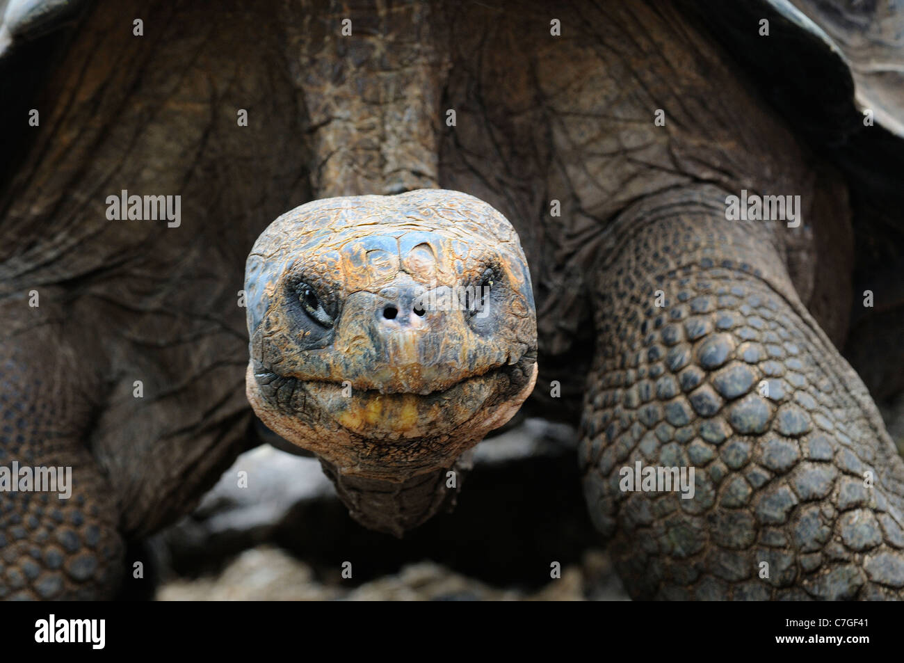 Galapagos Giant Tortoise (Geochelone nigra) Charles Darwin Research ...
