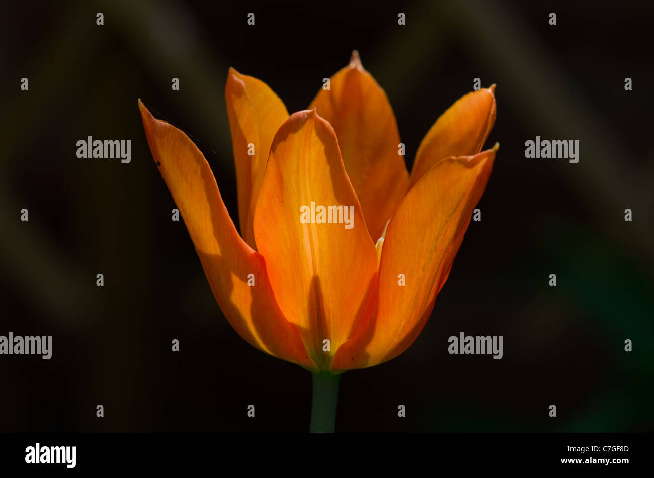 Tulip shade hi-res stock photography and images - Alamy