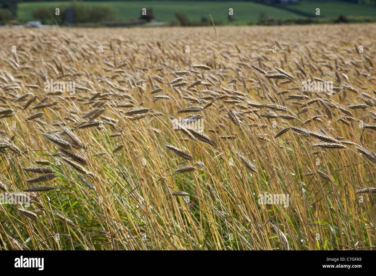 barley crop in a field ready for harvesting county donegal republic of ...