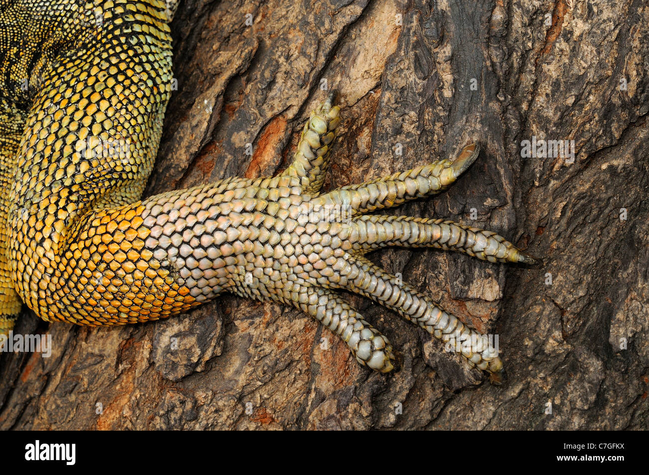 Does Lizard Have Claws