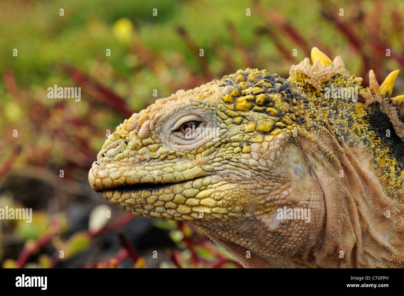 Land Iguana (Conolophus sp.) portrait, Galapagos Islands, Ecuador Stock ...