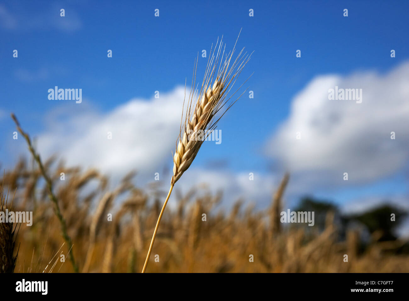 closeup of head of barley crop in a field ready for harvesting county ...