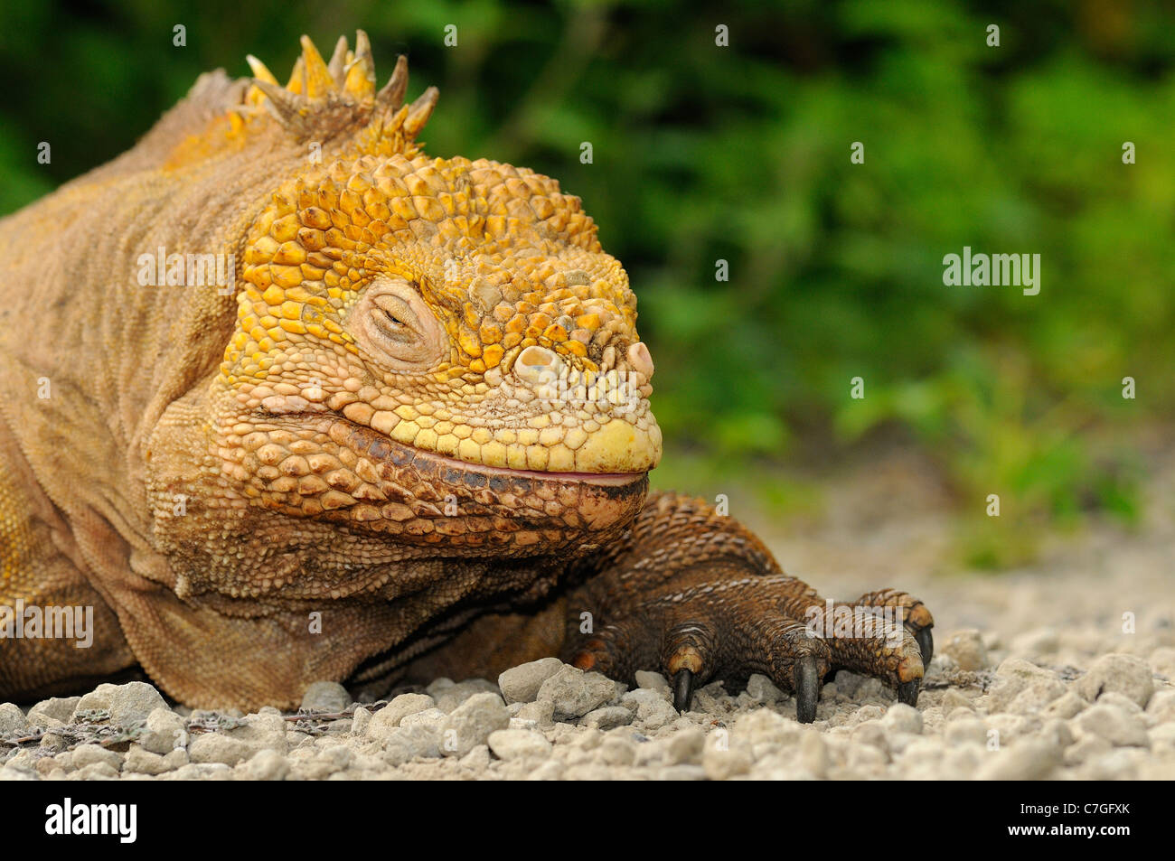 Land Iguana (Conolophus sp.) close-up, asleep, Galapagos Islands ...