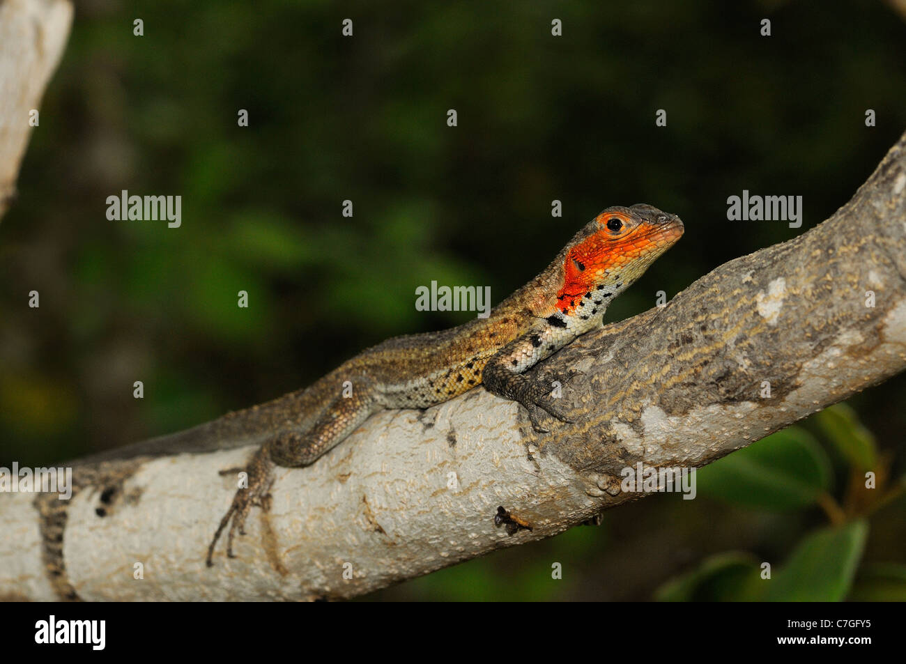 Lava Lizard (Microlophus sp.) resting on tree branch, Galapagos Islands ...