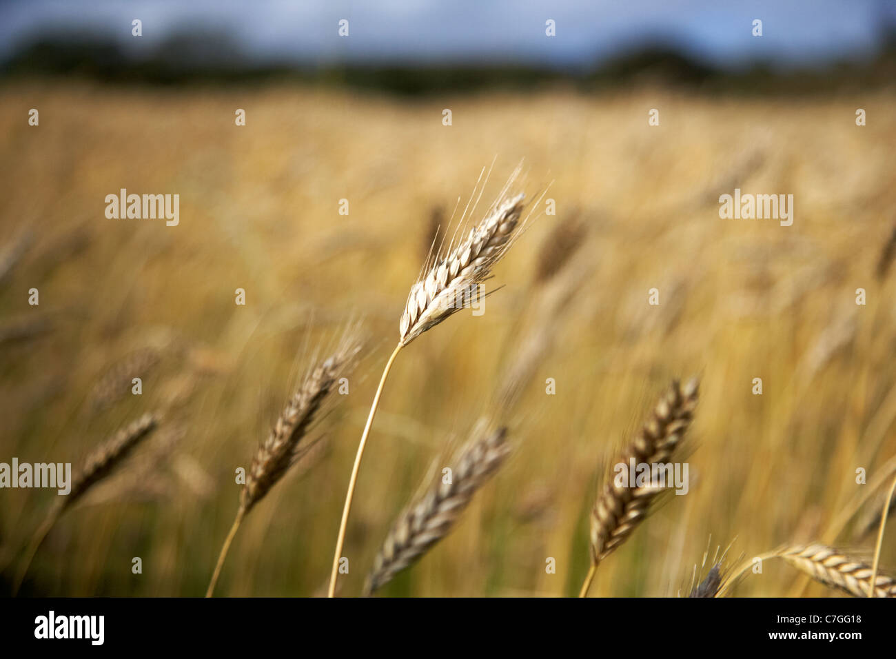 Head of barley hi-res stock photography and images - Alamy