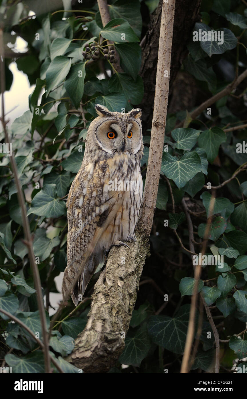 Owl daytime hi-res stock photography and images - Alamy
