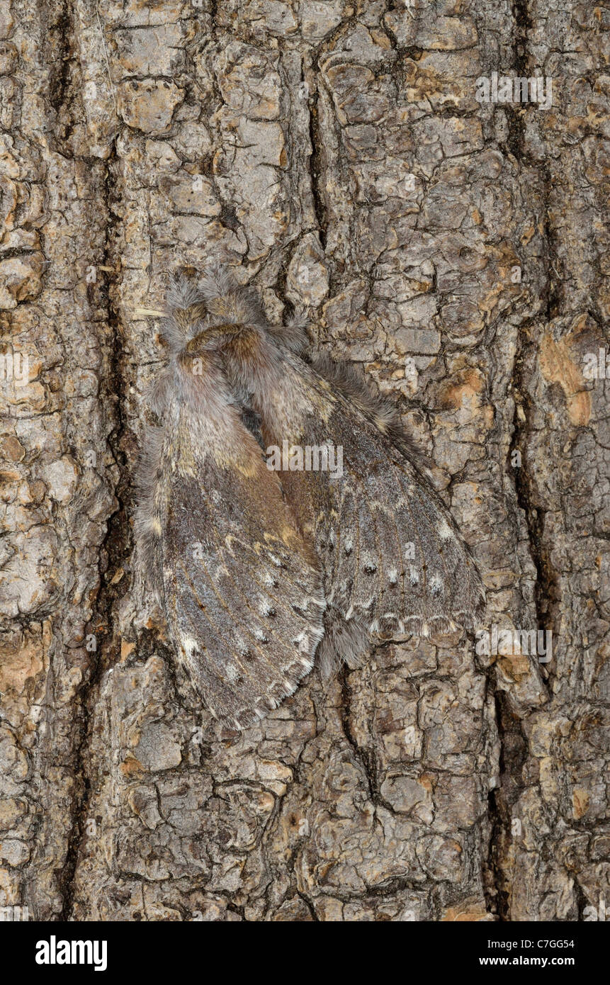Tree bark moth hi-res stock photography and images - Alamy
