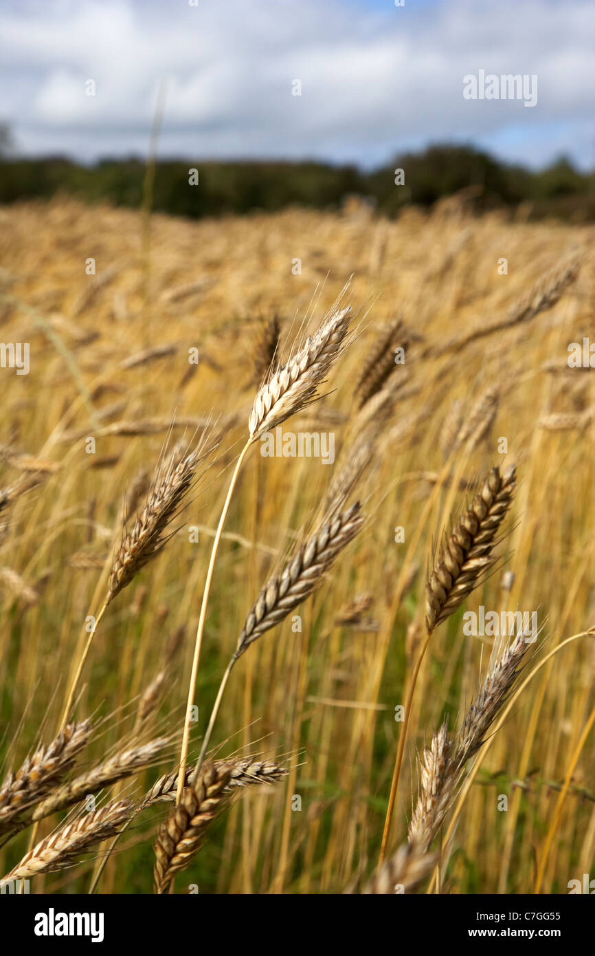 closeup of head of barley crop in a field ready for harvesting county ...