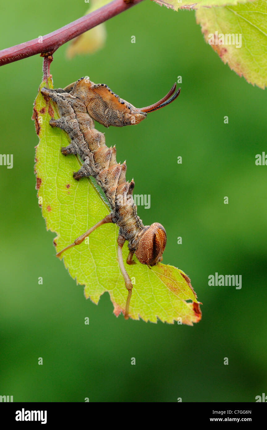 Lobster Moth (Stauropus fagi) larva feeding on blackthorn leaf ...