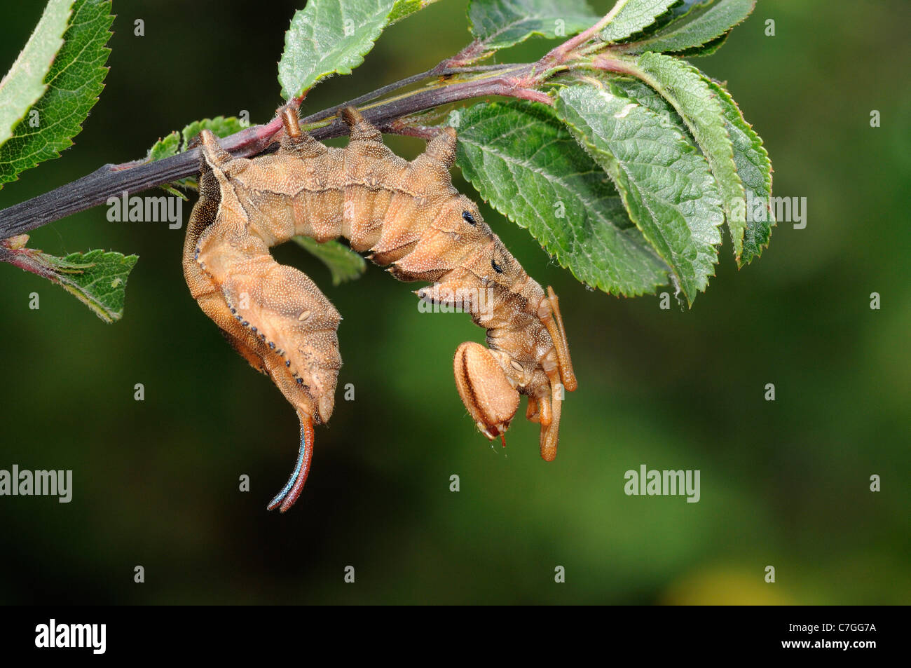 Lobster Moth (Stauropus fagi) fully grown larva at rest on blackthorn ...