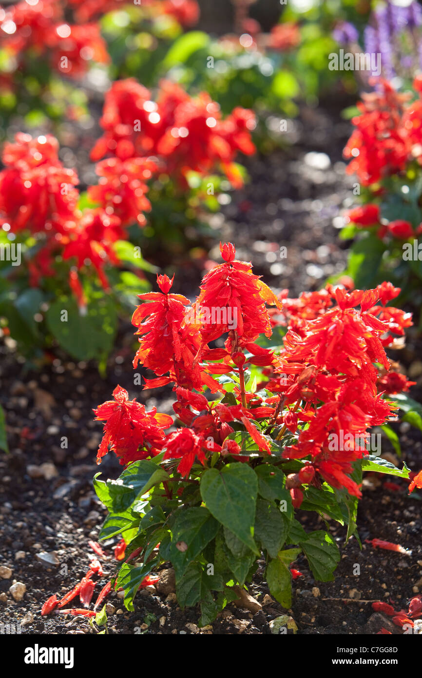 Salvia bedding flowers in english back garden. Salisbury UK Stock Photo ...