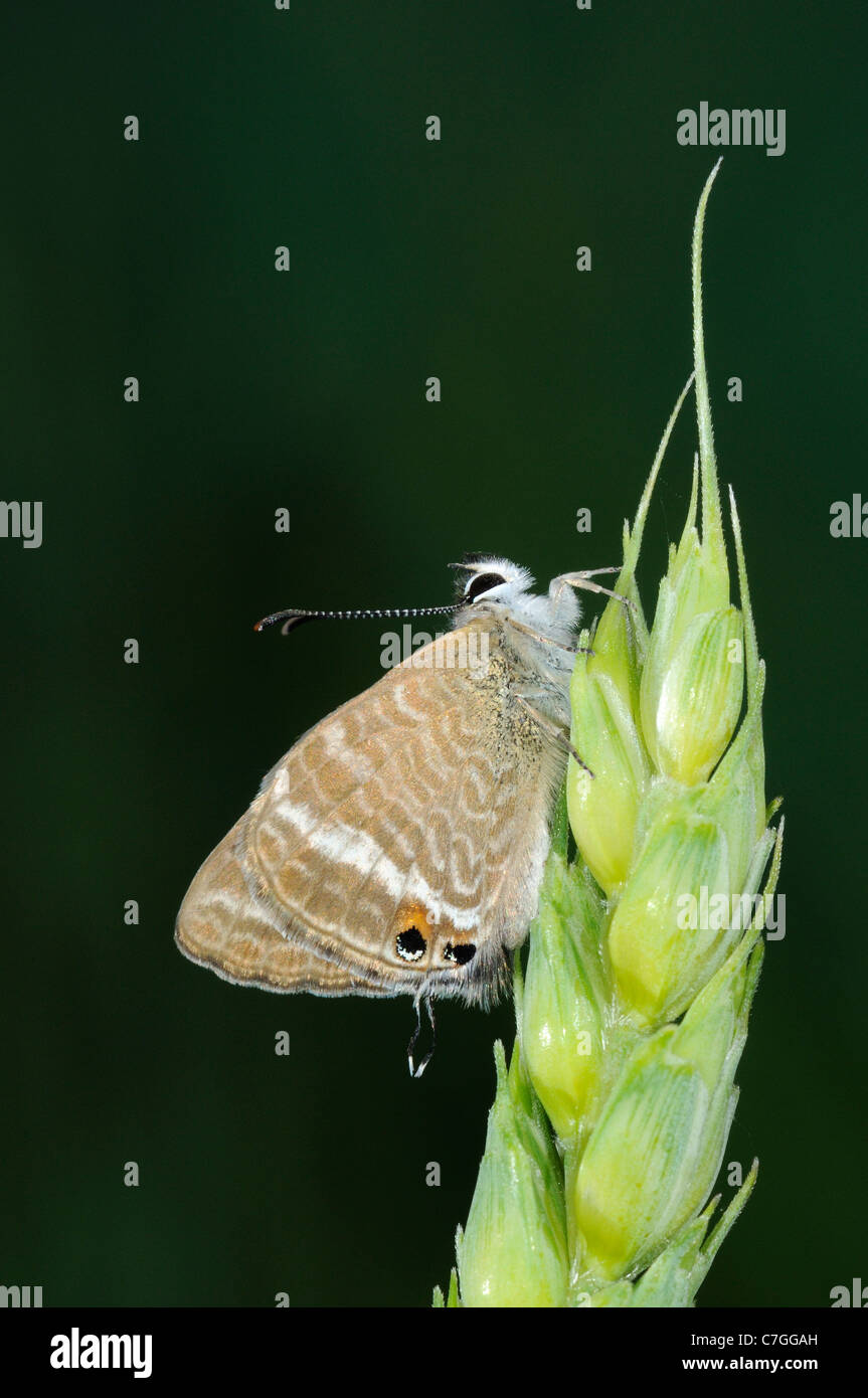 Long-tailed Blue Butterfly (Lampides boeticus) adult at rest on grass ...
