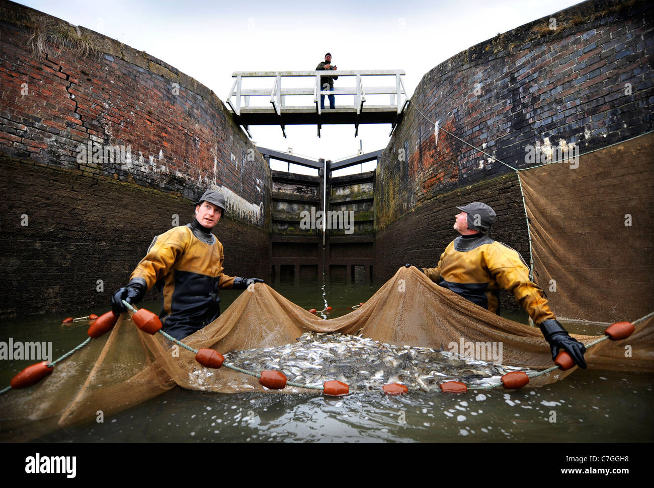 British Waterways ecologists drain the side ponds of Caen Hill Lock ...