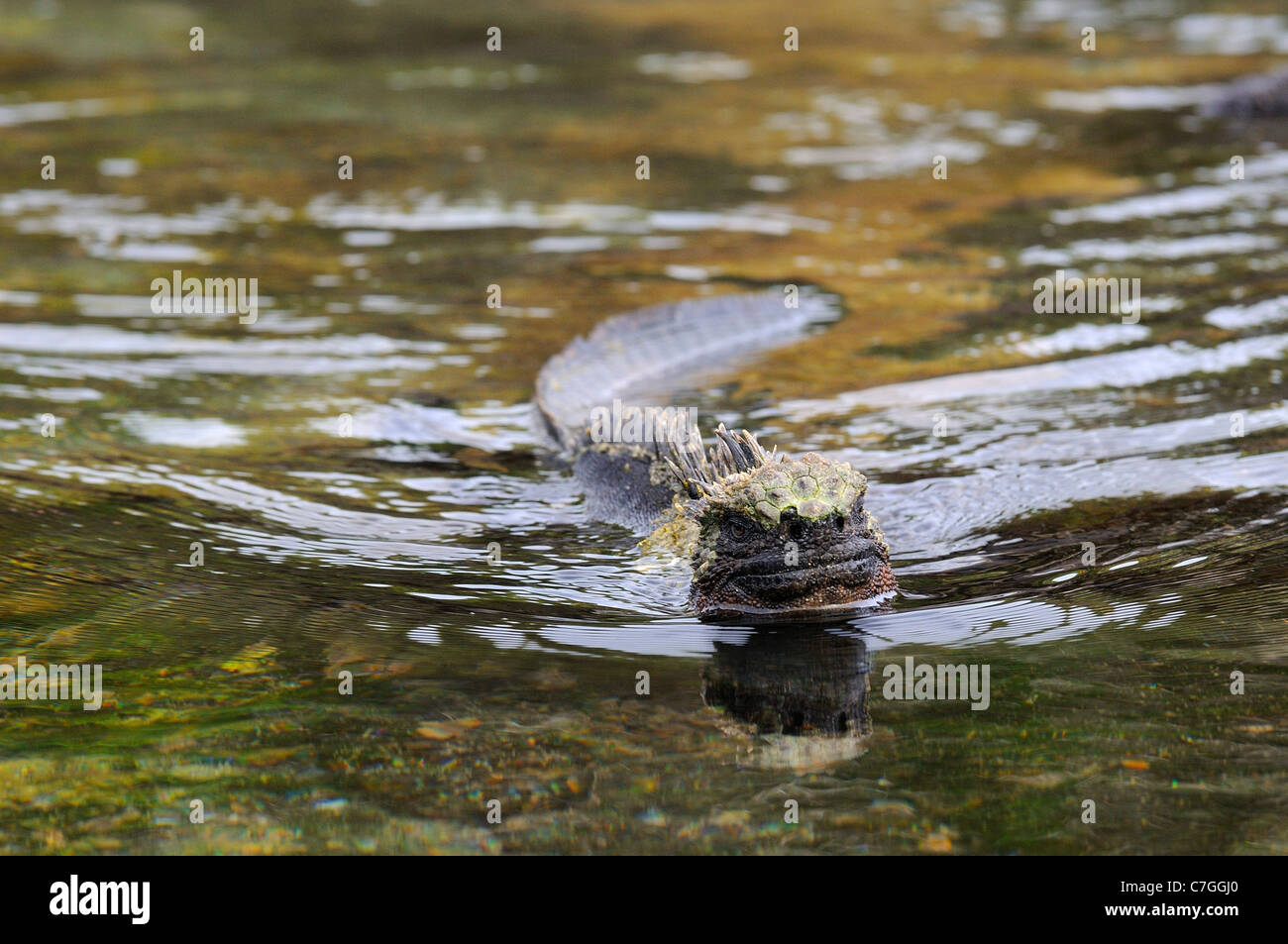 Iguana iguana in water hi-res stock photography and images - Alamy
