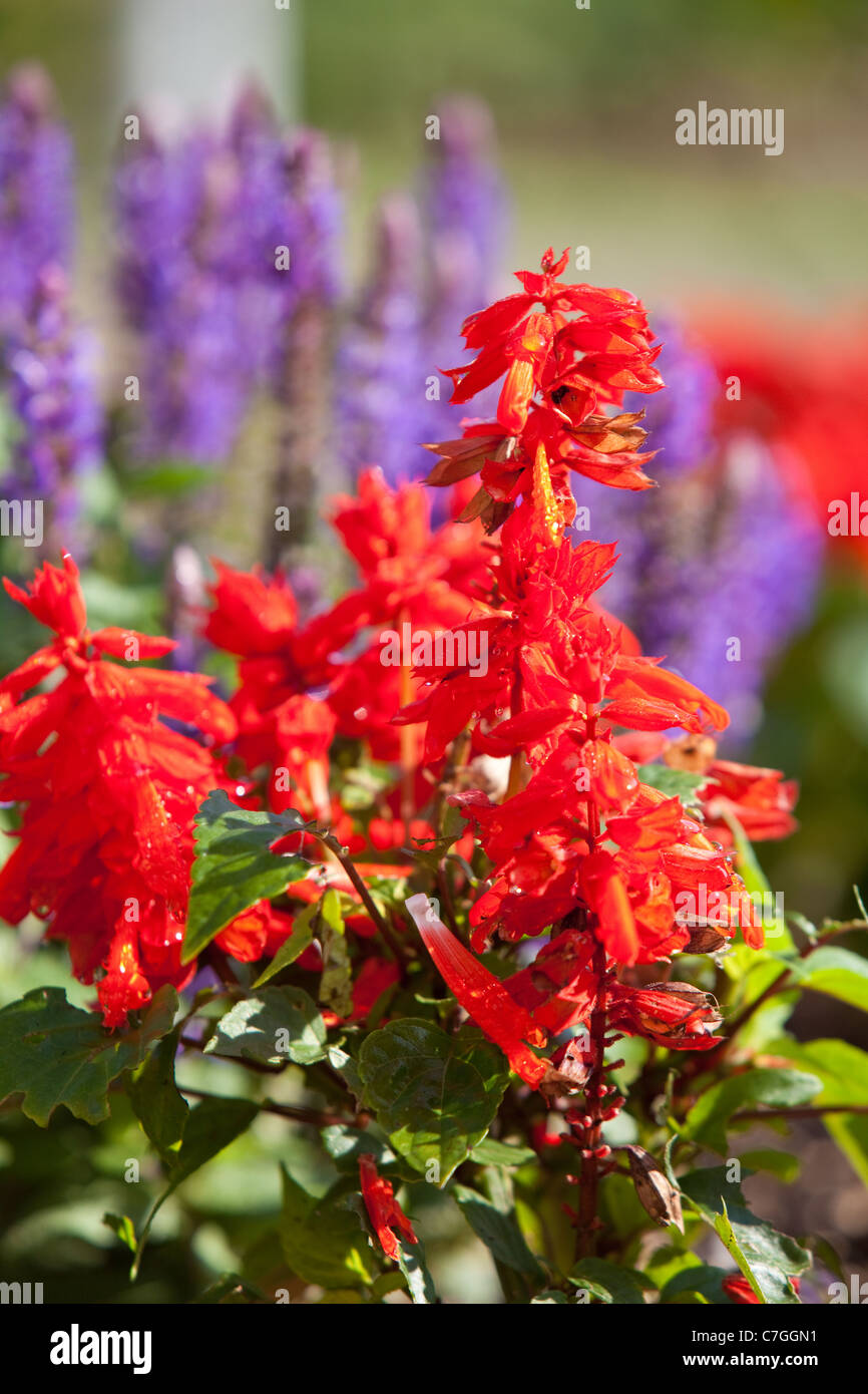 Salvia bedding flowers in english back garden. Salisbury UK Stock Photo ...