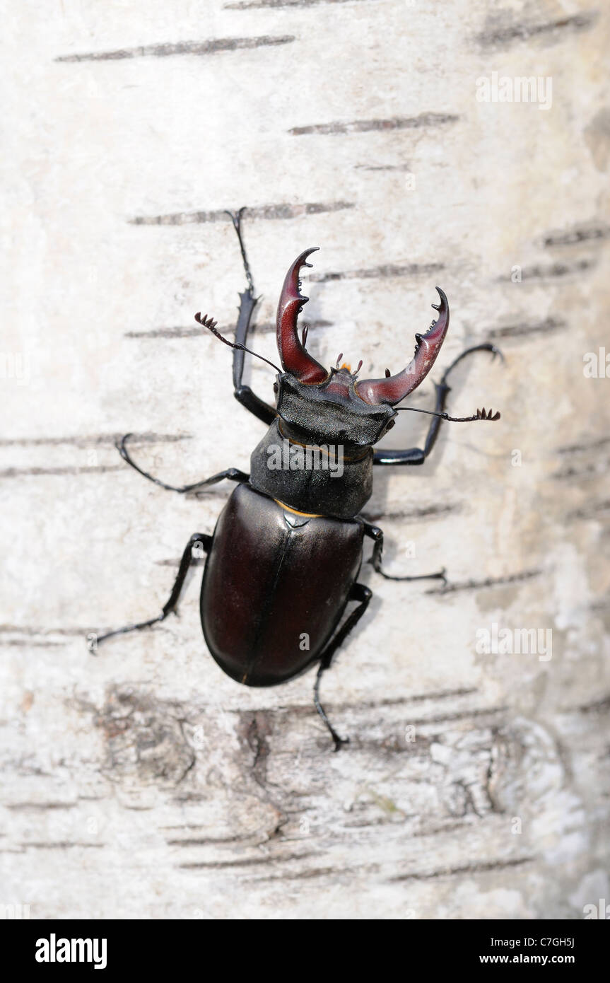 Stag Beetle (Lucanus cervus) male resting on tree trunk, Oxfordshire ...