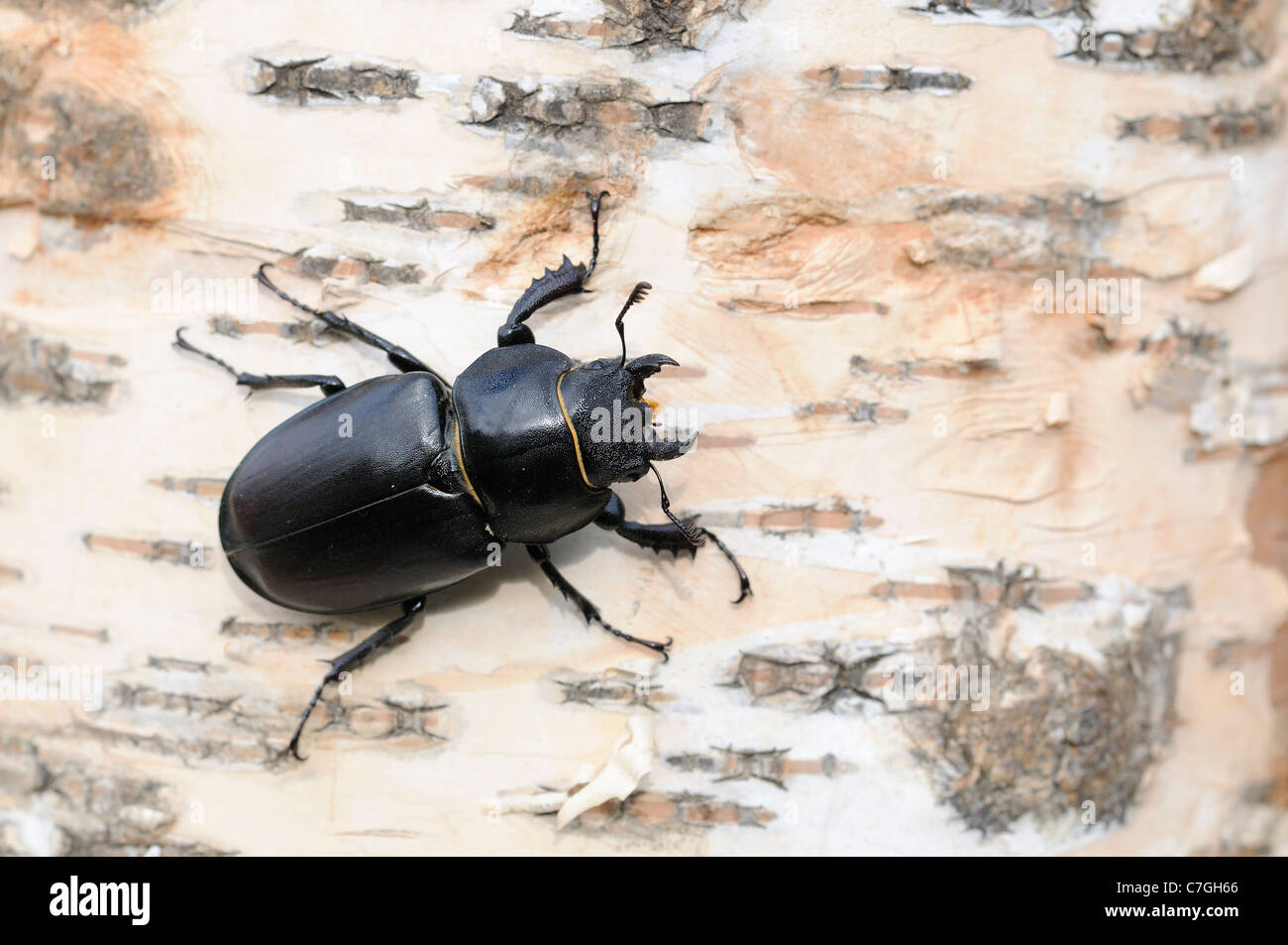 Female stag beetle uk hi-res stock photography and images - Alamy