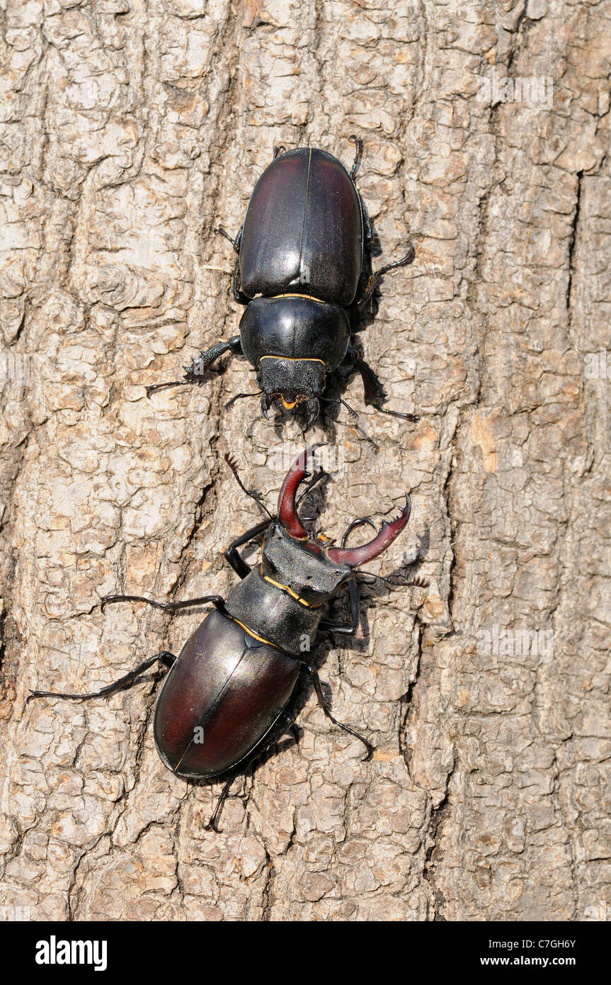 Stag Beetle (Lucanus cervus) male and female facing each other on tree ...