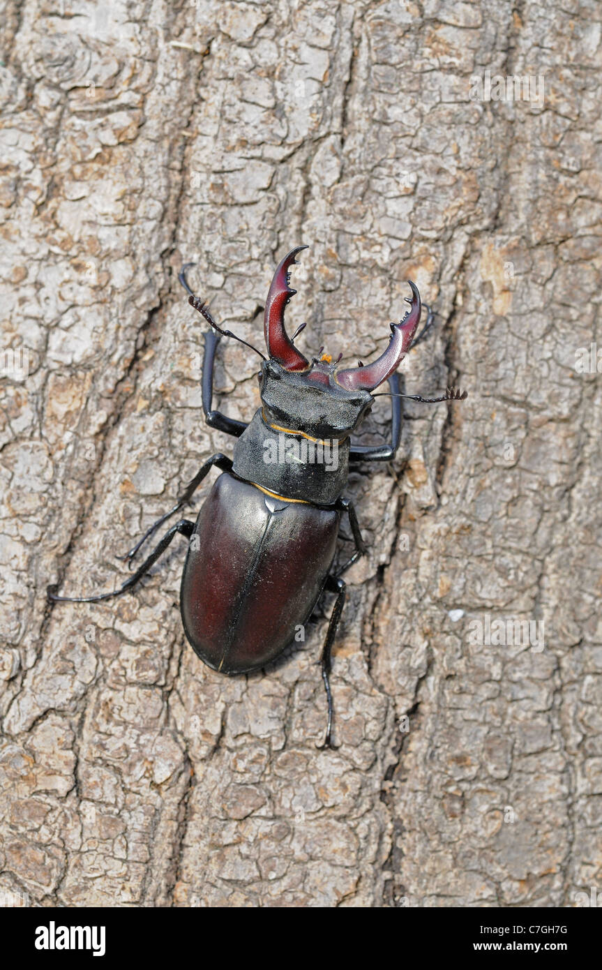 Lucanus cervus stag beetle hi-res stock photography and images - Alamy