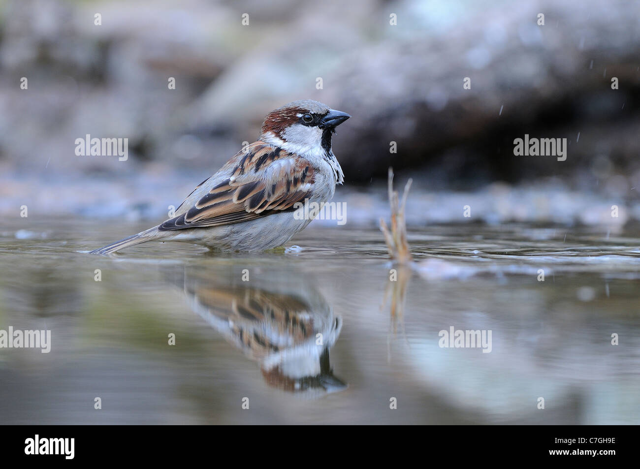 Sparrow drinking water hi-res stock photography and images - Alamy